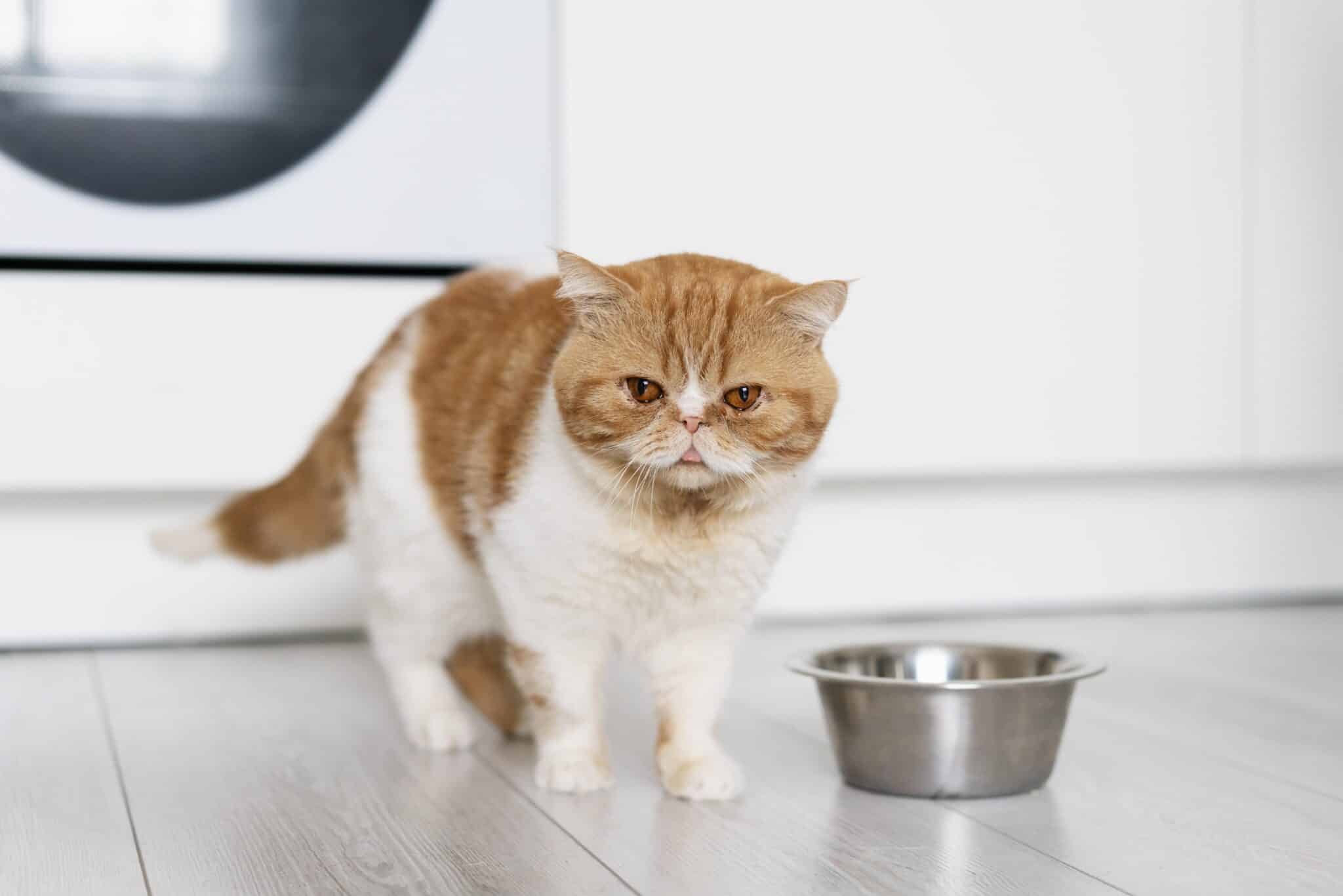 Comida para gatos | Húmeda, bebés, adultos y más – Origens
